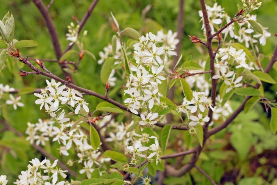 16 Resilient Trees That Thrive In Any Soil Or Climate