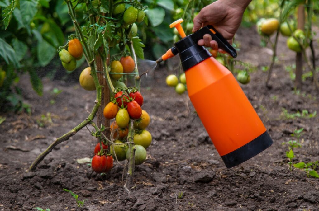 16 Natural Ways to Protect Your Tomato Plants From Squirrels