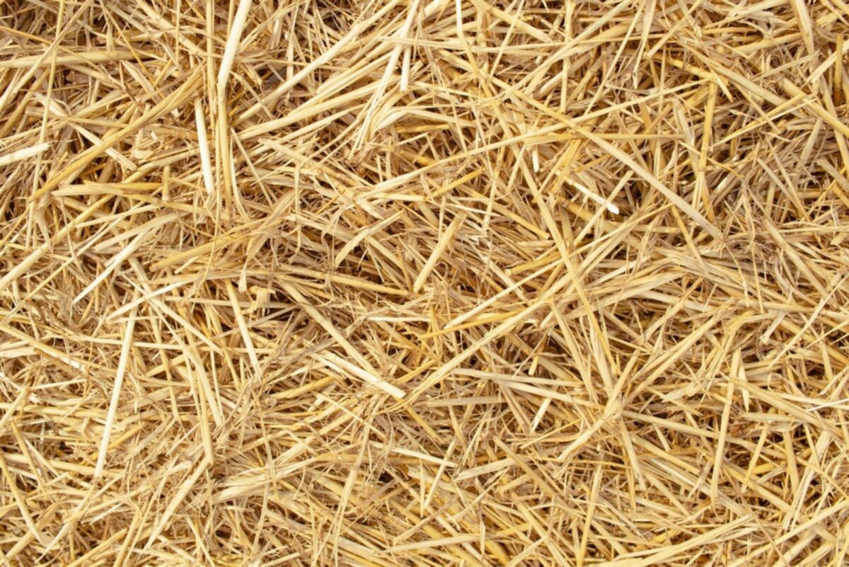 Why Covering Your Grass Seed With These Materials Is Key To A Lush Lawn