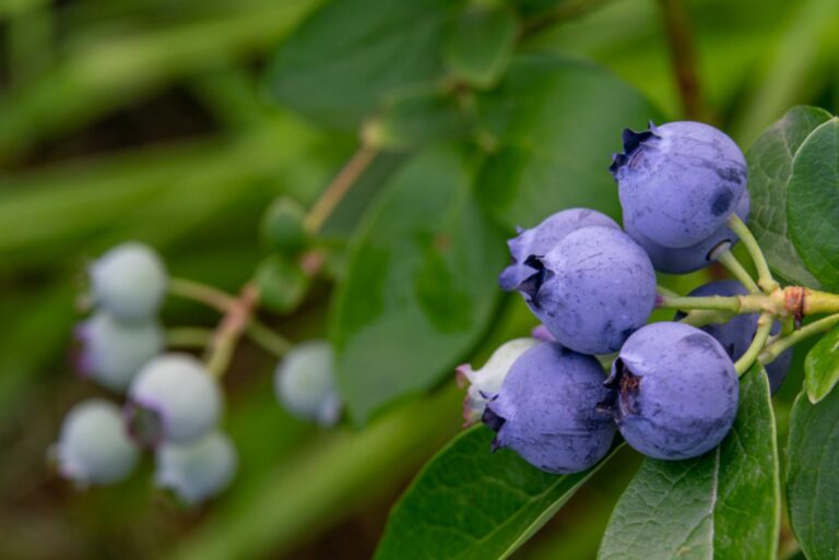 11 Blueberry Varieties That Will Thrive In Your Garden And Keep Your ...