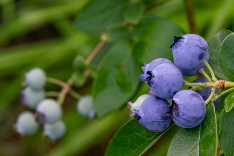 11 Blueberry Varieties That Will Thrive In Your Garden And Keep Your ...