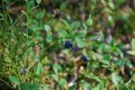 11 Blueberry Varieties That Will Thrive In Your Garden And Keep Your ...