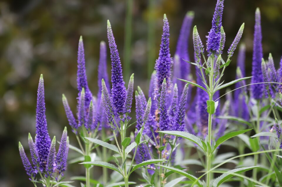 20 Veronica Flowers That Will Attract Hummingbirds To Your Garden