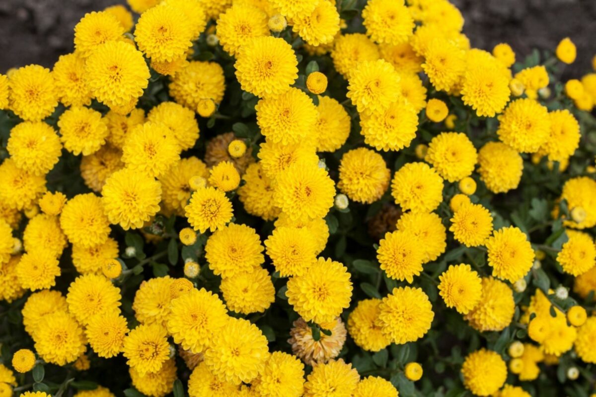 36 Spectacular Types Of Yellow Flowers For Every Garden