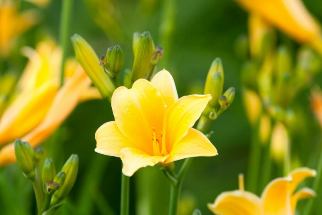 36 Spectacular Types Of Yellow Flowers For Every Garden