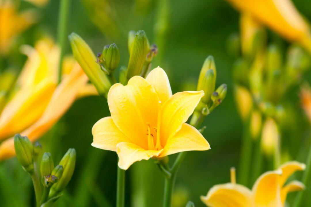 36 Spectacular Types Of Yellow Flowers For Every Garden