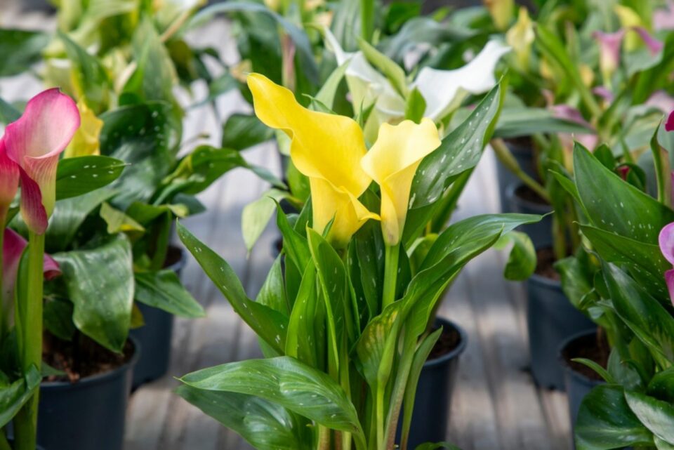 36 Spectacular Types Of Yellow Flowers For Every Garden