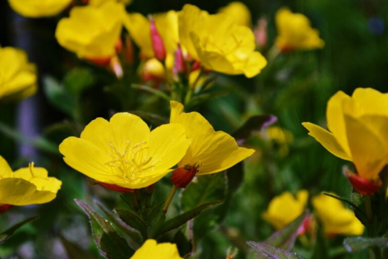 36 Spectacular Types Of Yellow Flowers For Every Garden