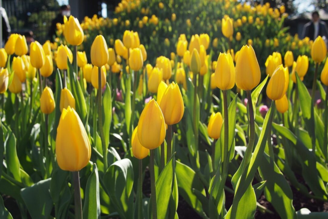 36 Spectacular Types Of Yellow Flowers For Every Garden