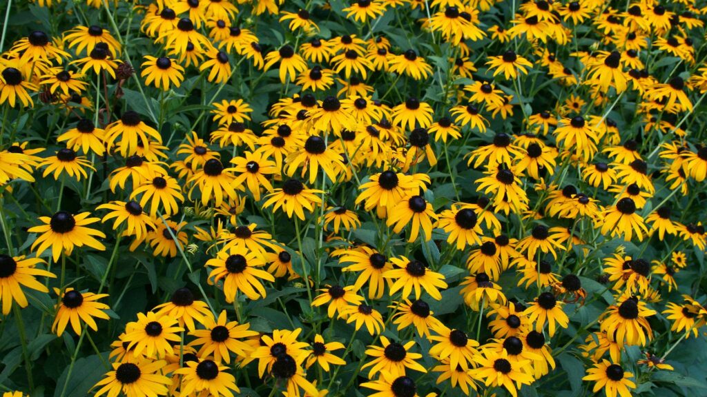 18 Eye-Catching Perennials That Naturally Multiply And Spread