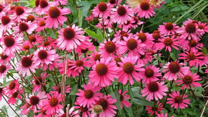 16 Eye-Catching Perennials That Naturally Multiply And Spread