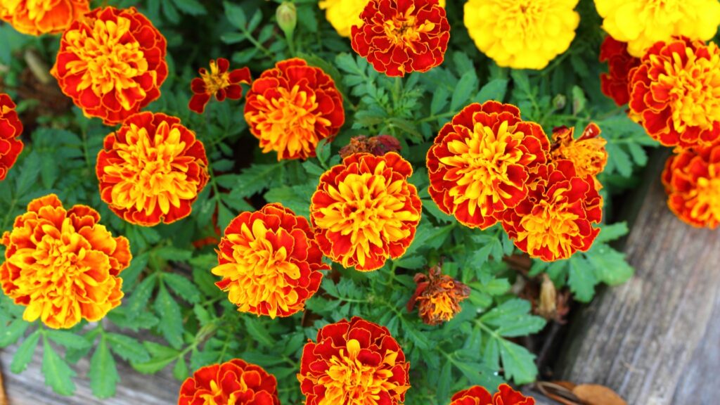 20 Best Flowers to Deter Pests (and Deer) From Your Garden, According ...