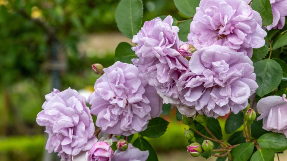 22 Flowers That Change Color Throughout the Season
