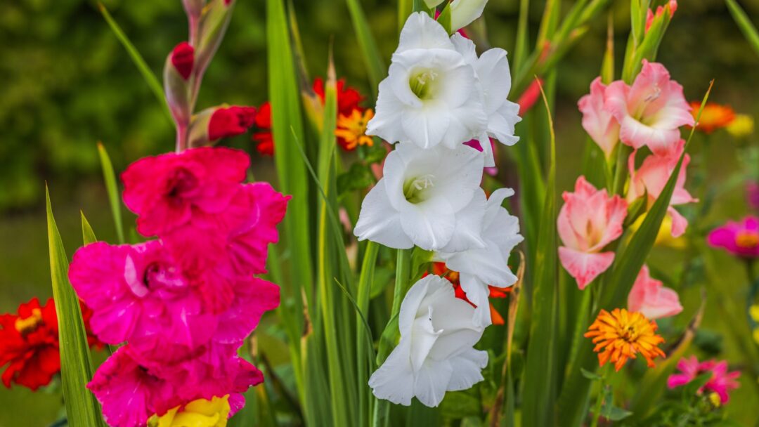 20 Flowers That Represent and Say “Goodbye”