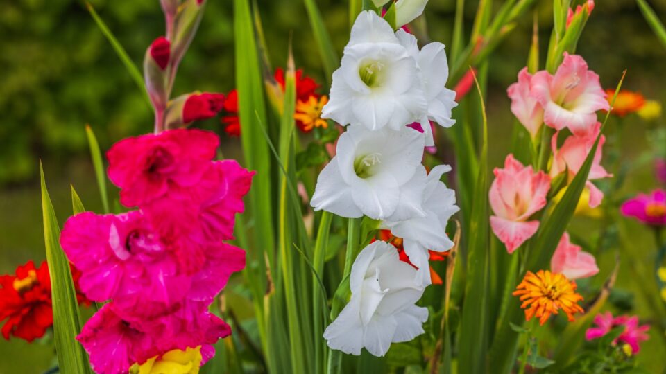 20 Flowers That Represent and Say “Goodbye”