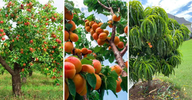 20 Fruit Trees You Actually Want In Your Backyard