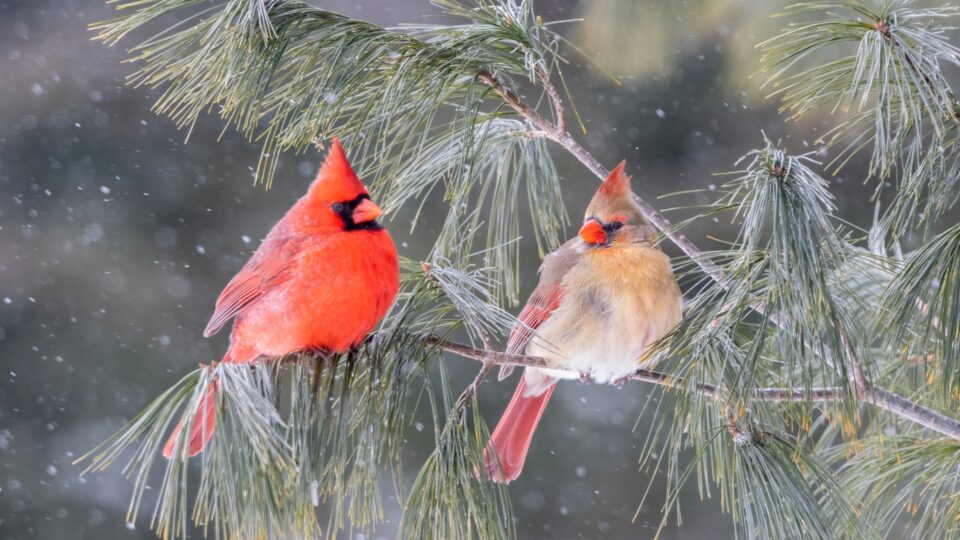 20 Types of Cardinals Found in North America