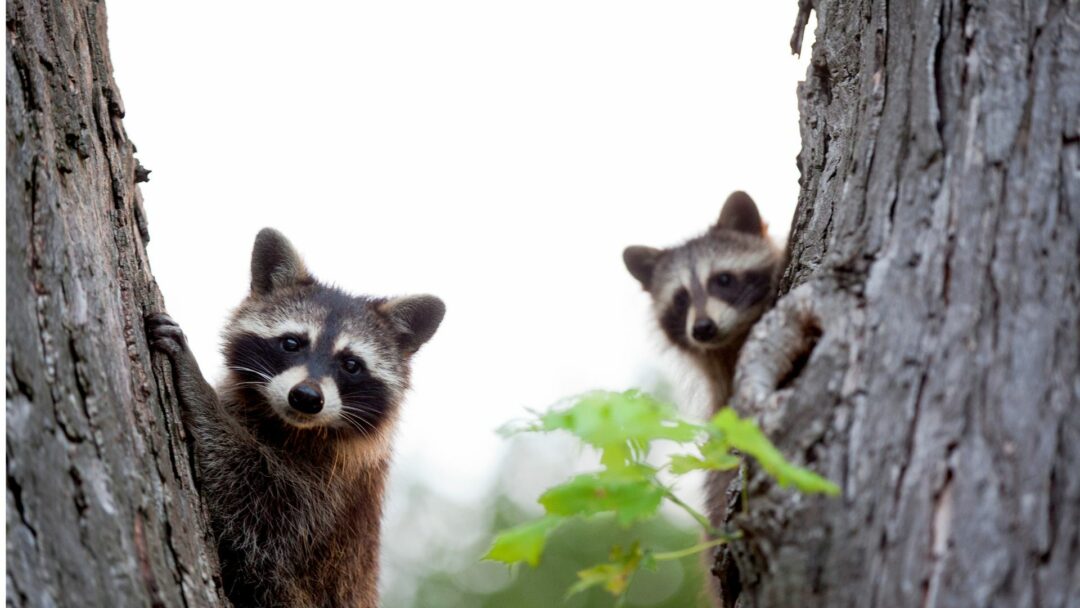 21 Reasons Why You Should Never Kick Raccoons Out Of Your Yard