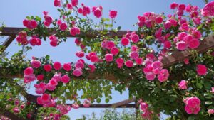 22 Climbing Roses That Are Absolutely Stunning