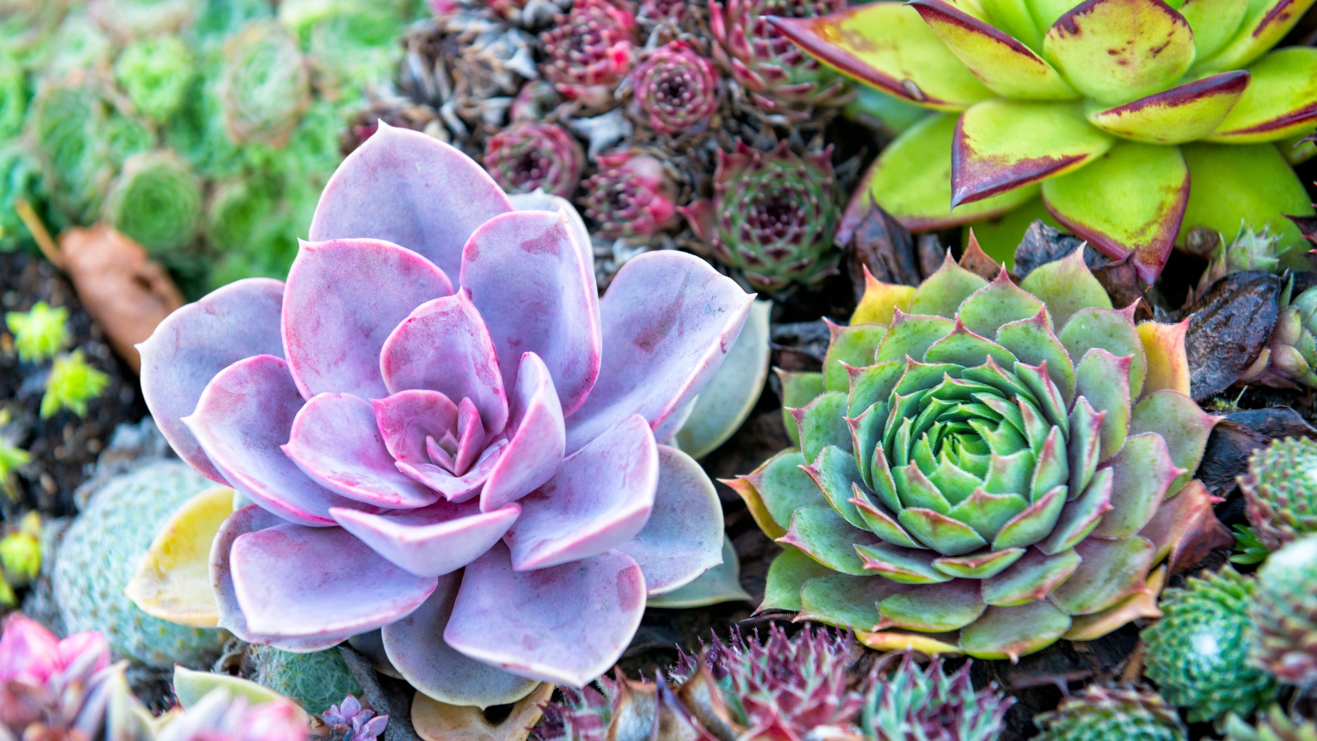 24 Essential Tips For Thriving Succulents