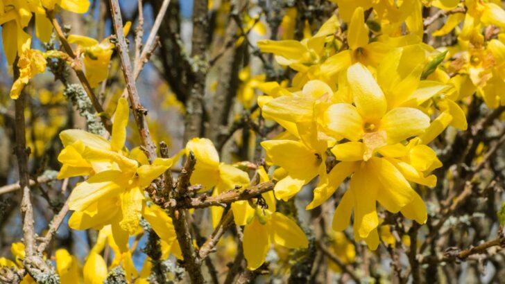 24 Show Stopping Yellow Flowering Shrubs