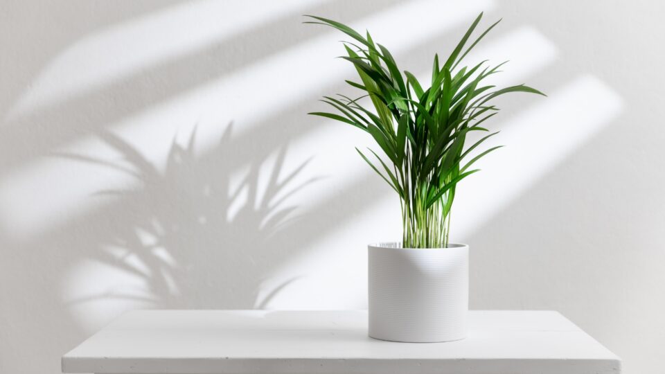 27 Air-Purifying Plants That Can Help Eliminate Toxins Indoors