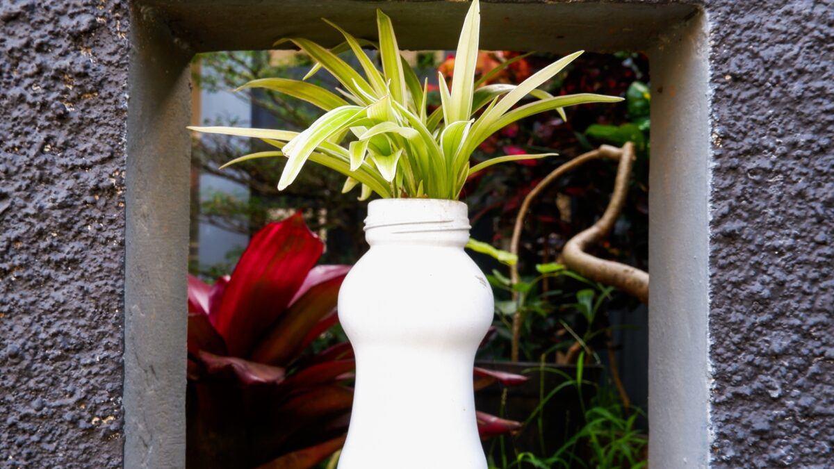 27 Beautiful Houseplants You Can Grow In Glass Jars & Bottles