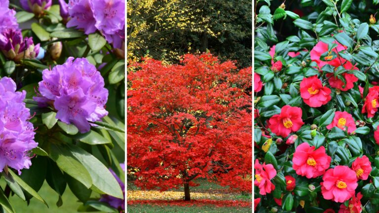 25 Plants With Extremely Long Lifespans - They'll Live For Decades