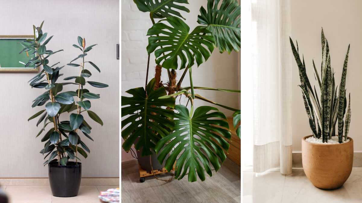 28 Large Indoor Plants That Add Instant Impact To Your Space