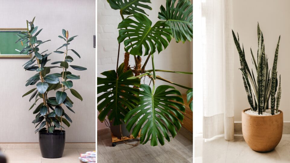 28 Large Indoor Plants That Add Instant Impact To Your Space