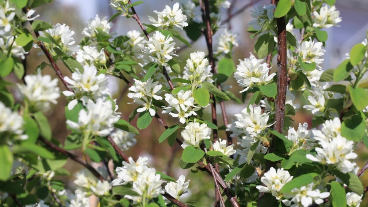 28 White Flowering Trees To Transform Your Yard Into A Veritable Wonderland