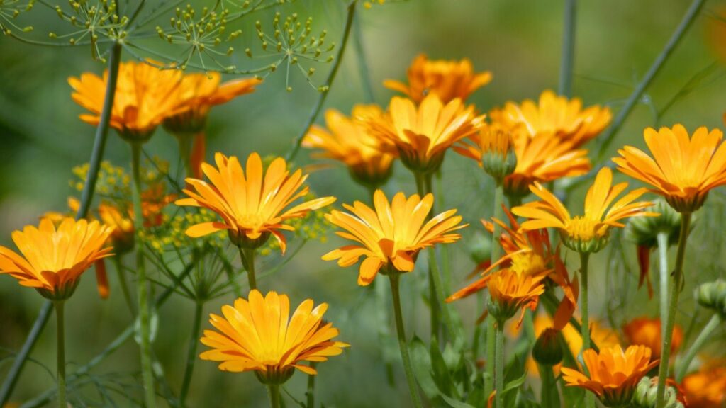 31 Flowers That Are Perfect Companion Plants For Your Vegetable Garden