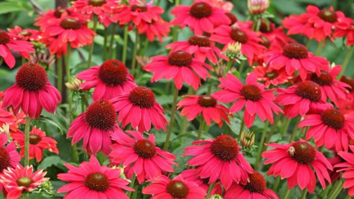 29 Bold Red Perennials That Will Never Leave Your Garden Once Planted