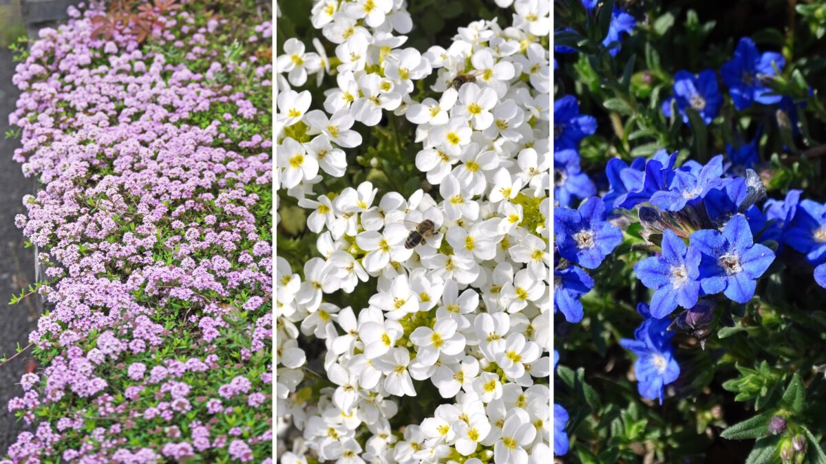 31 Ground Cover Plants For Full Sun
