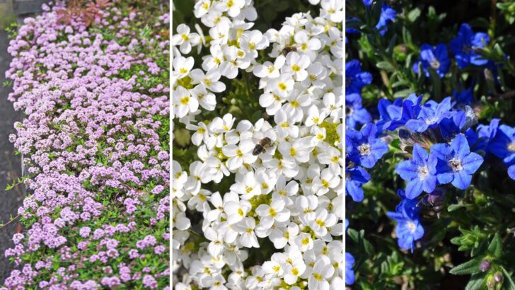 31 Ground Cover Plants For Full Sun