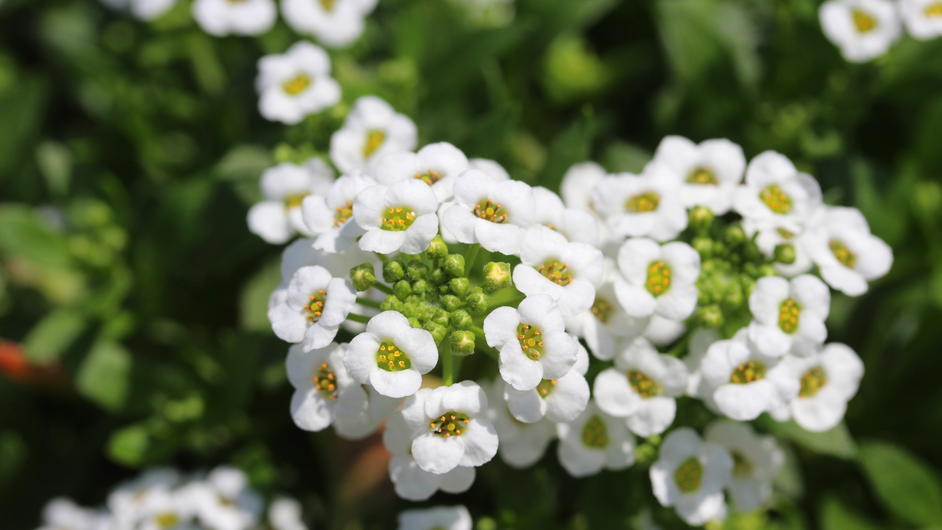 33 Houseplants That Eliminate Odors And Instantly Freshen Up Your Home