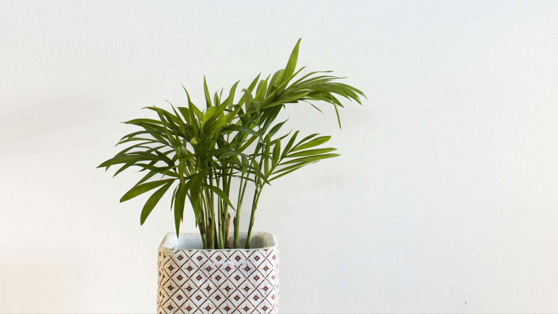 33 Houseplants That Eliminate Odors And Instantly Freshen Up Your Home