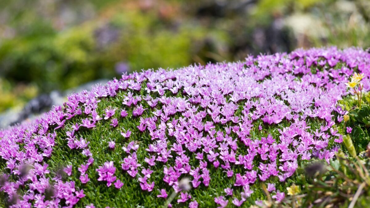 30 Best Alpine Flowers For A Mountain Garden Vibe