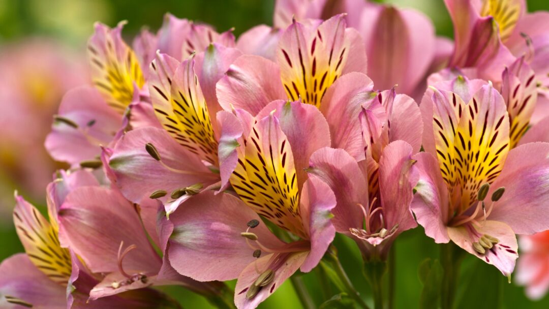 25 Flowers That Represent Family And Relationships