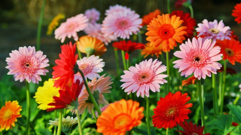 30 Types of Daisies You Should Consider for a Colorful Garden