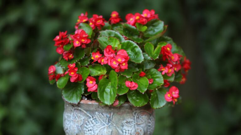 31 Bold Red Perennials That Will Never Leave Your Garden Once Planted