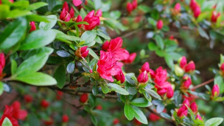 33 Plants Associated With Honoring Lost Loved Ones