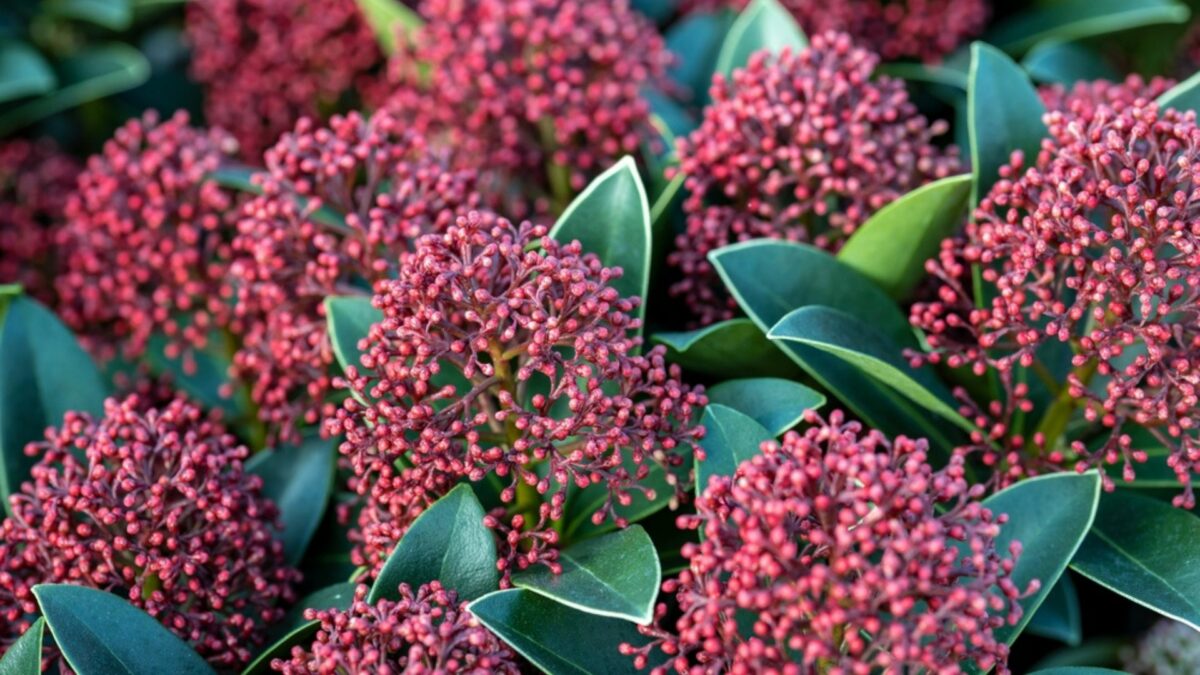 31 The Best Evergreen Plants For A Small Garden If You Want Lush ...