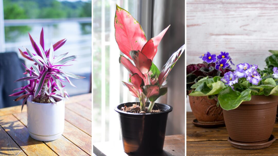 34 Colorful Houseplants For Your Home