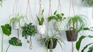 34 Best Plants For Hanging Baskets