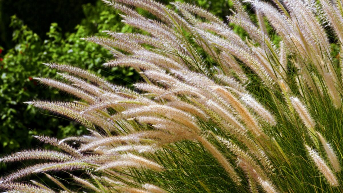 34 Unique Types Of Grass To Plant In Your Yard That Birds Can't Resist