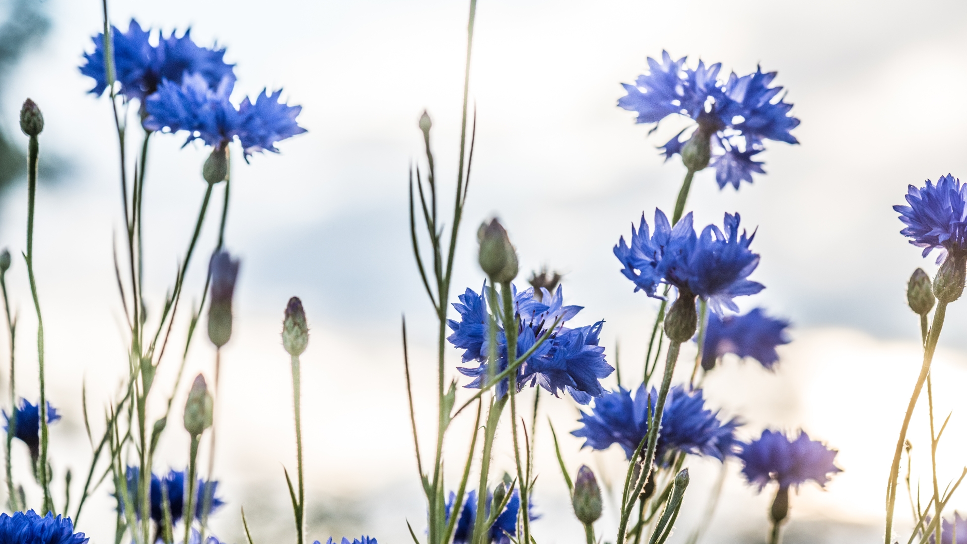 35 Flowers To Make Your Garden A Haven For Bees