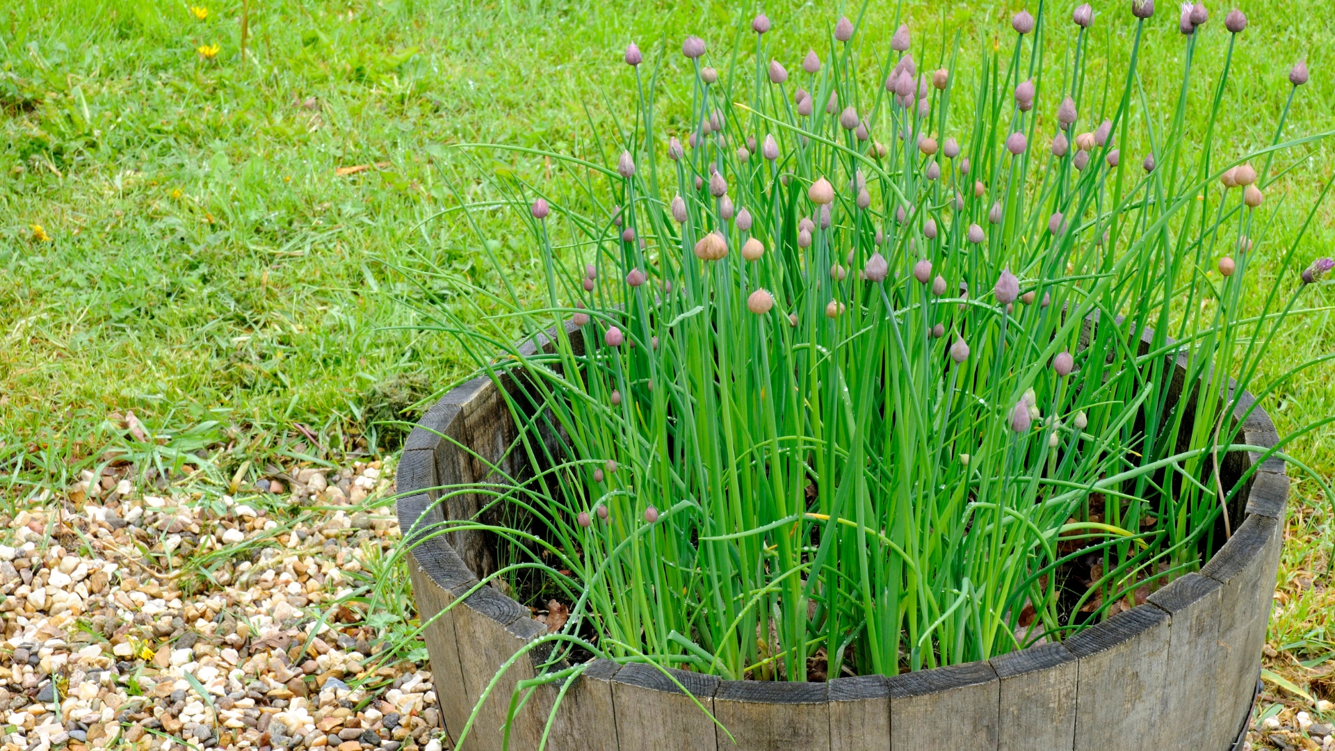 35 Flowers To Make Your Garden A Haven For Bees