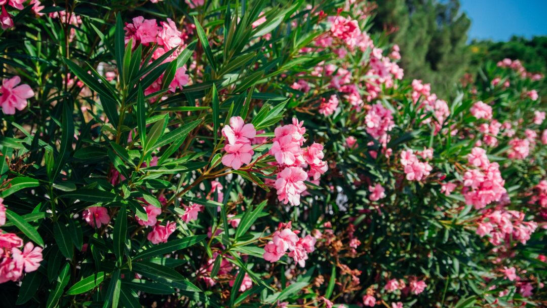 40 Evergreen Shrubs To Plant For Year-Round Beauty