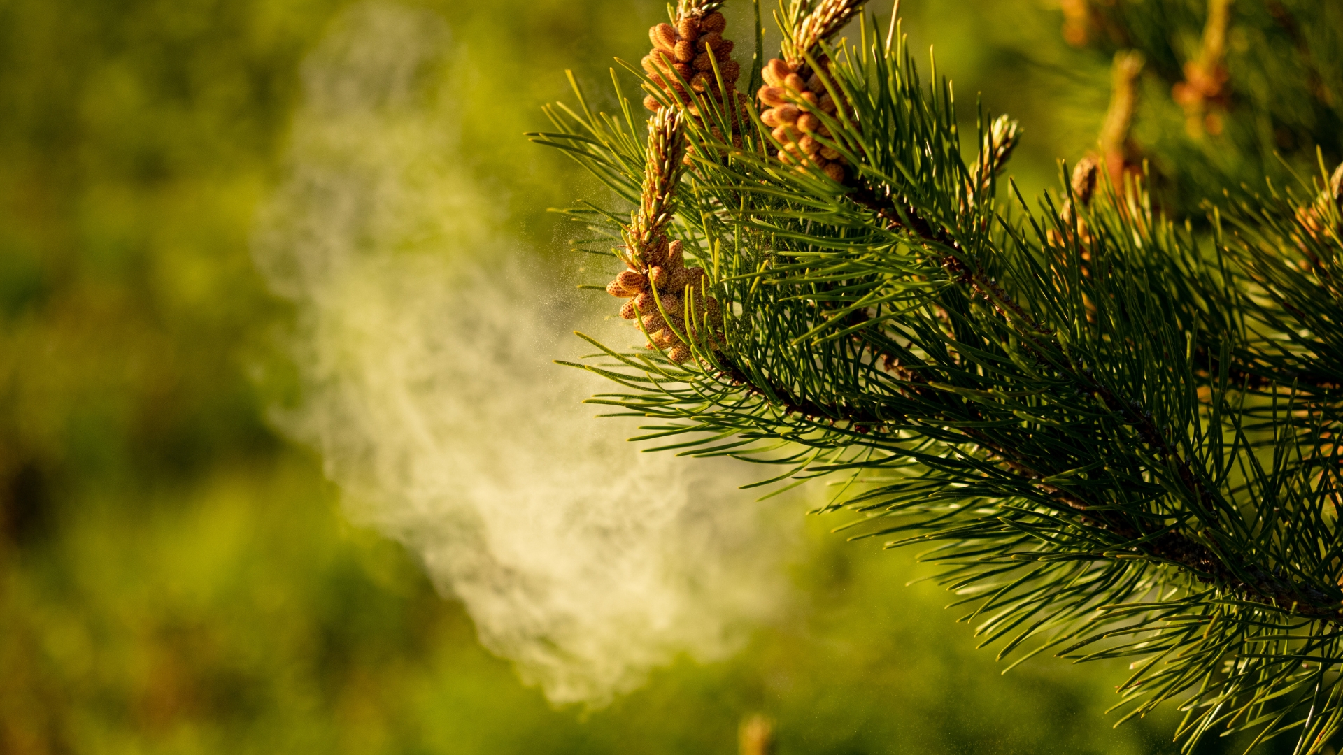29 Fast-Growing Evergreen Trees That Will Be Tall Before You Know It